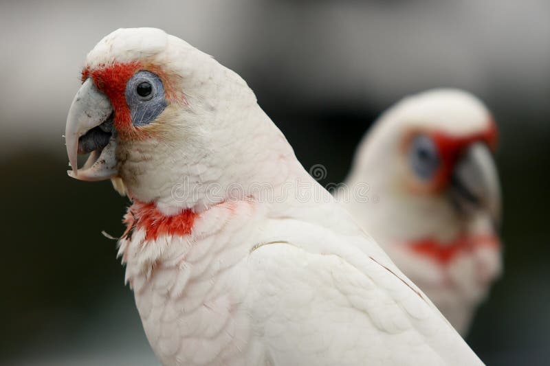 Two Galah Birds Facing Opposite Directions. Stock Photo - Image of ...