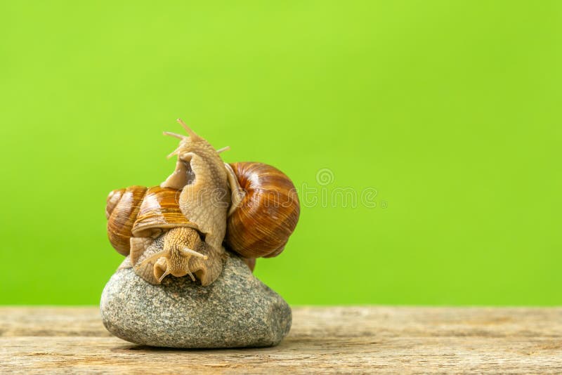 Hugging Snails Stock Photos - Free & Royalty-Free Stock Photos from ...