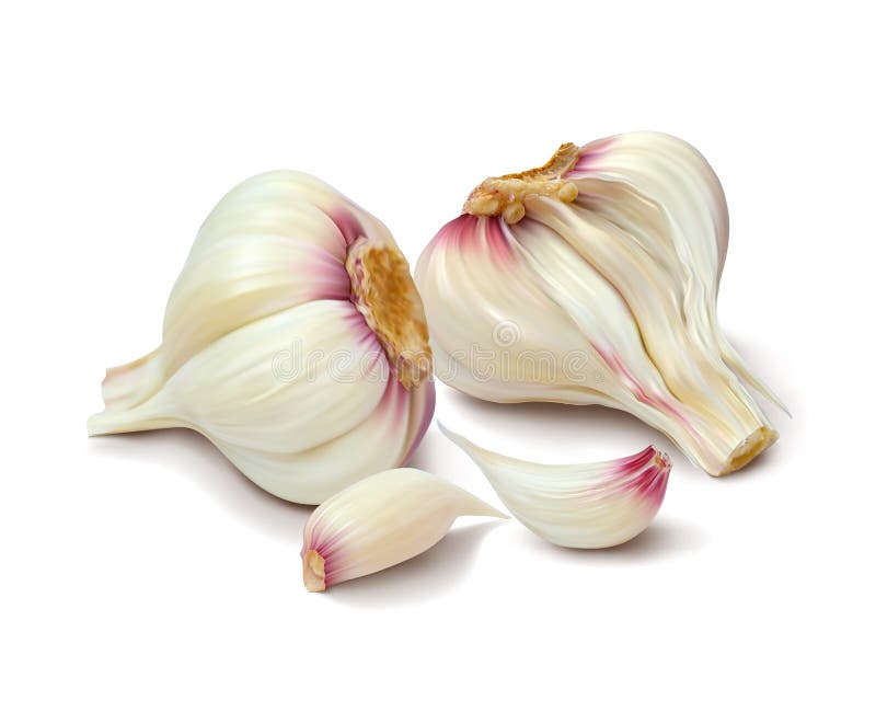 Two Garlic. Isolated Vector Stock Illustration - Illustration of small ...