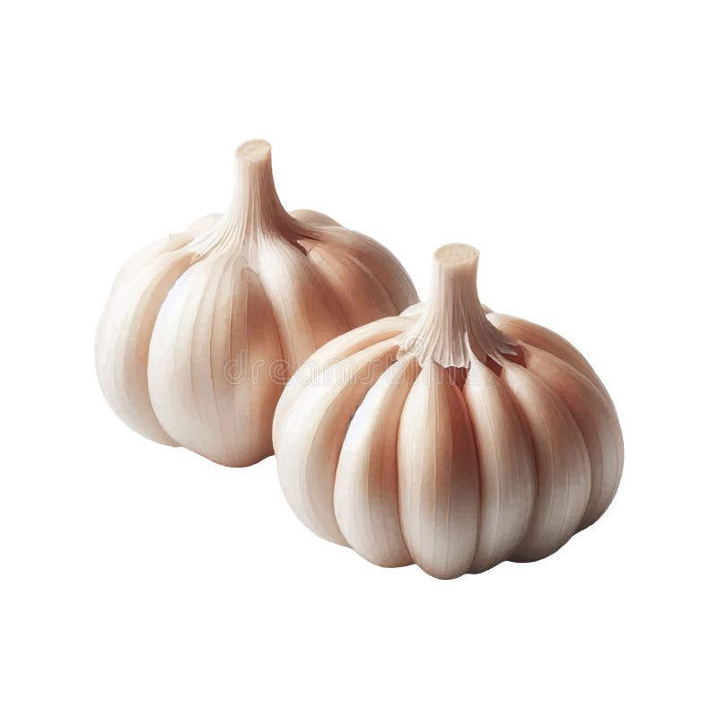 Garlick Vector Stock Illustrations – 8 Garlick Vector Stock ...