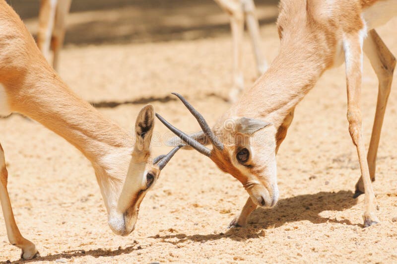 Two Gazelles Fighting on the Sand Stock Image - Image of antlers ...