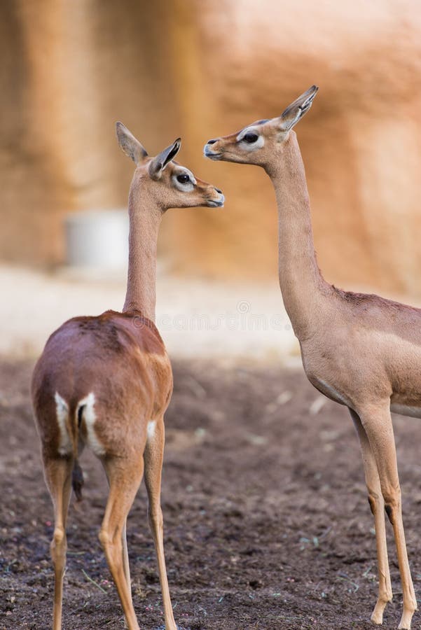 Two gazelles stock photo. Image of bush, environment - 35466332