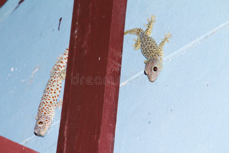 Two gecko on wall at night stock photo. Image of lizard - 104859742