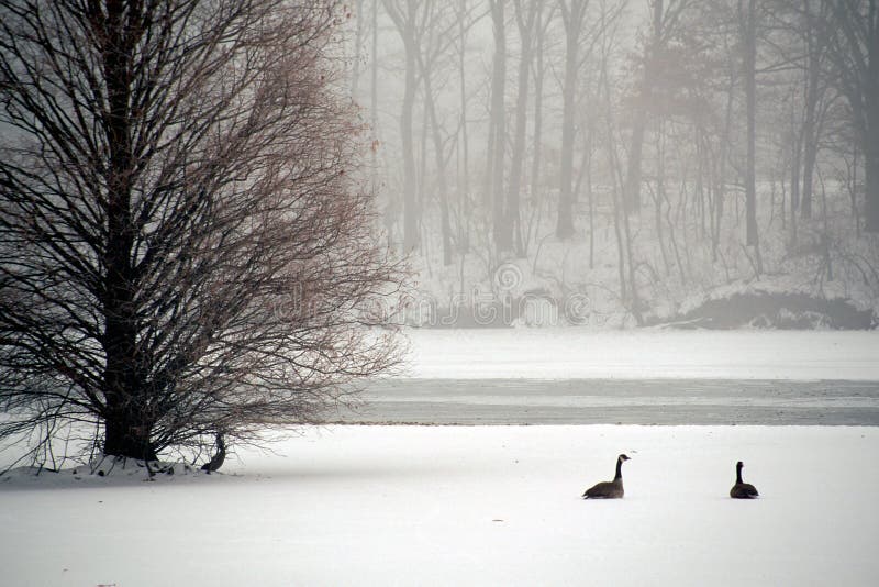 Two Geese stock image. Image of geese, snow, winter, nature - 1039763