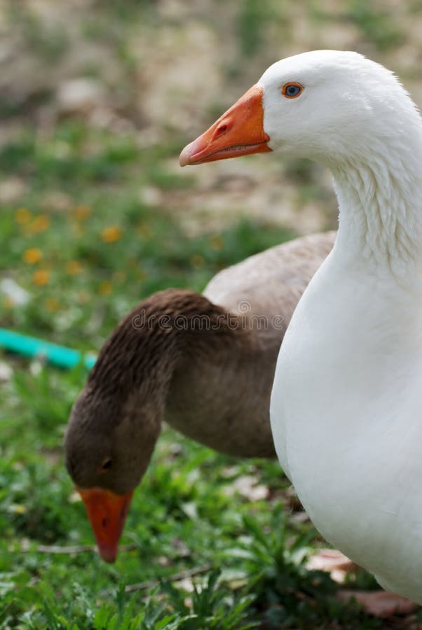 Two geese stock image. Image of white, duck, domestic - 13975011
