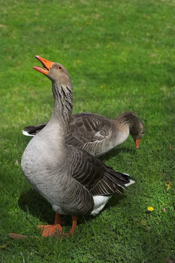 Two Geese stock image. Image of nature, goose, bird, food - 2372795