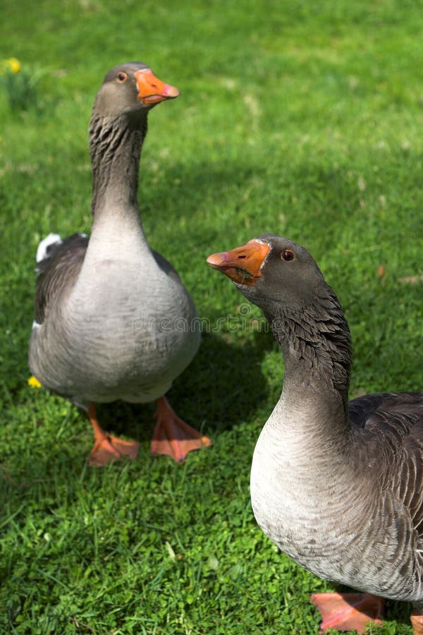 Geese stock image. Image of fowls, feather, duck, christmas - 1208431