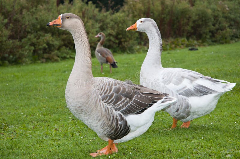 Two geese stock image. Image of webbed, green, goose - 25379741