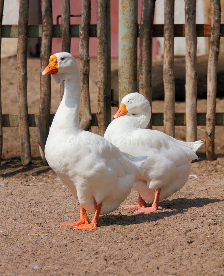 Two geese stock image. Image of webbed, green, goose - 25379741