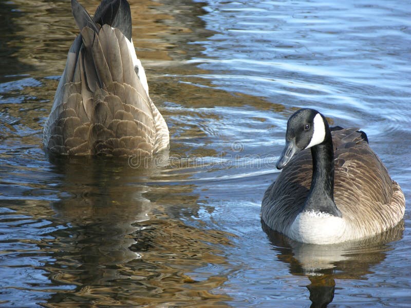 Two Geese stock photo. Image of swimming, feeding, reflection - 94180
