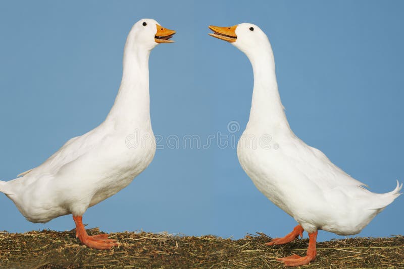 Two Geese Against Blue Sky stock photo. Image of standing - 31842160