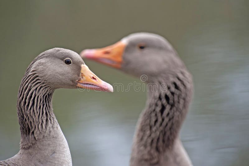 Two geese stock image. Image of animal, waterfowl, lake - 78124021