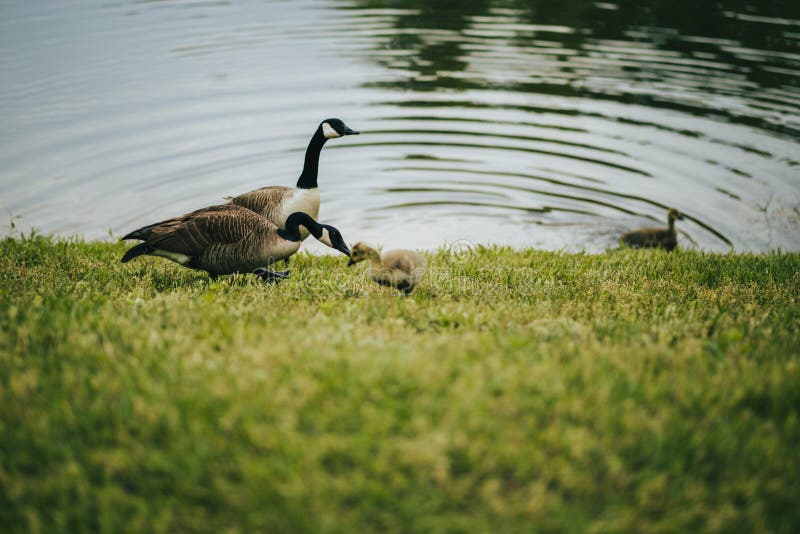 Parent Geese and Baby Gooslings Swimming in Pond Stock Photo - Image of ...