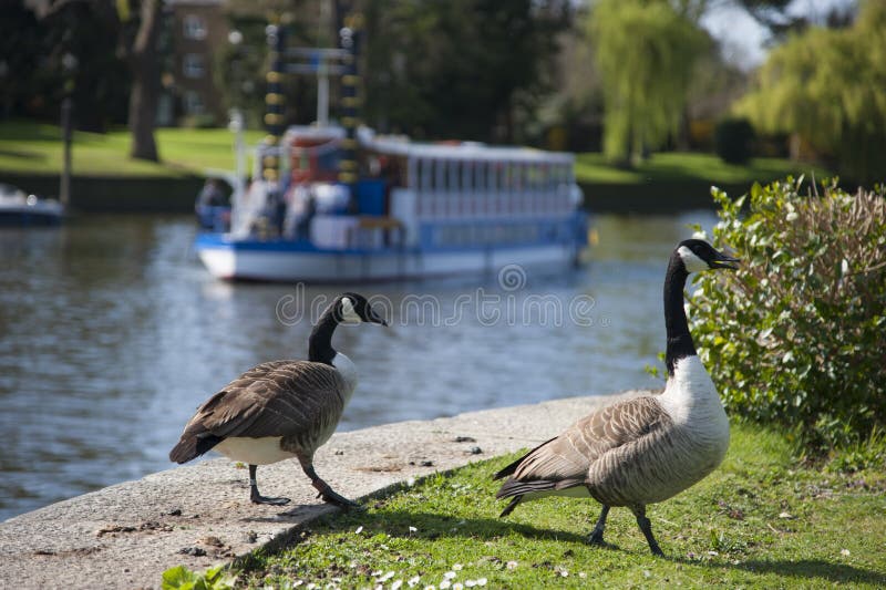 Two Geese and a Boat on a Canal Stock Photo - Image of water, sailing ...