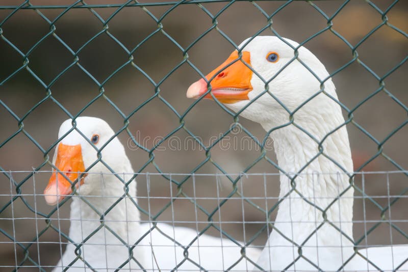 White Geese Outside Cage Stock Photos - Free & Royalty-Free Stock ...
