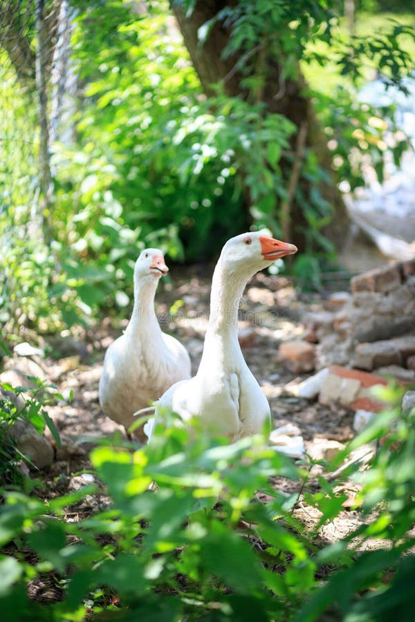 Two Geese stock photo. Image of sunny, brush, outdoor - 66267202