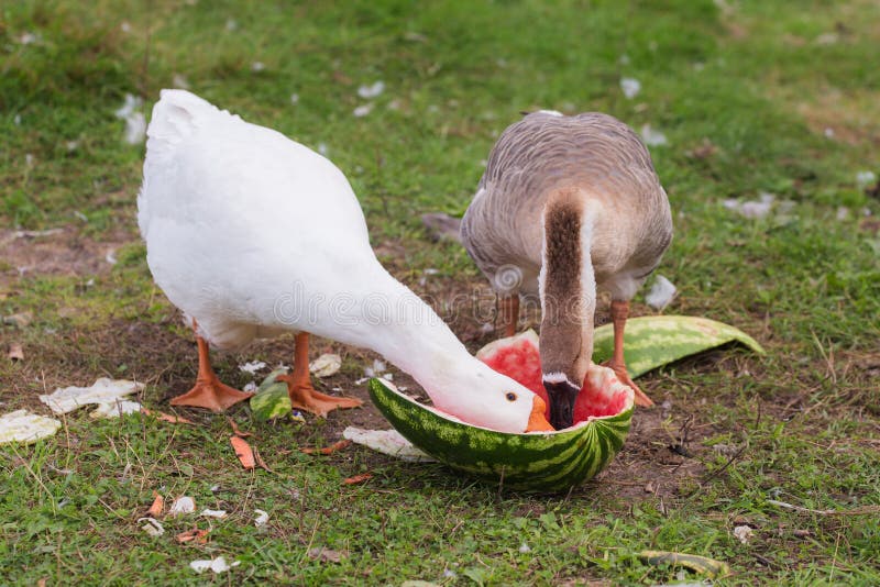 Two Geese Eating Watermelon Closeup Stock Photo - Image of feather ...
