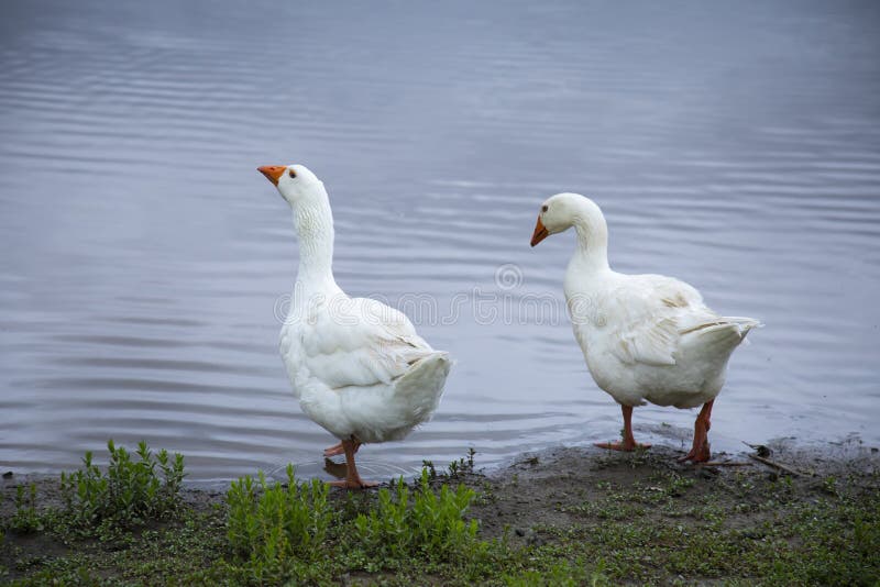Two geese enter the lake stock photo. Image of ducks - 220638870