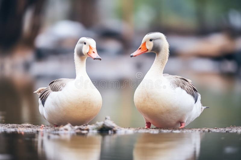 Two Geese Facing Each Other Honking Stock Photo - Image of birds ...