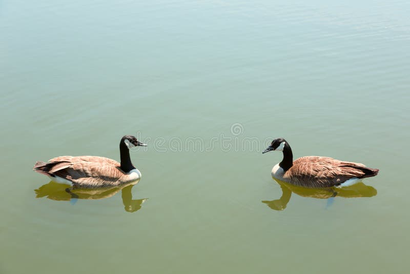 Two Geese stock photo. Image of flight, outside, faith - 42429558