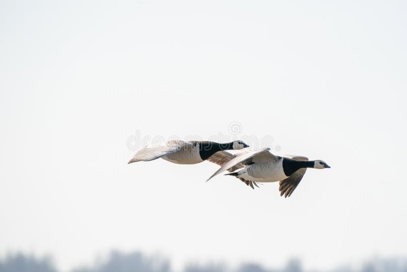 Two Geese Fly by, Above the Lake. Blue Sky and Sun Stock Image - Image ...