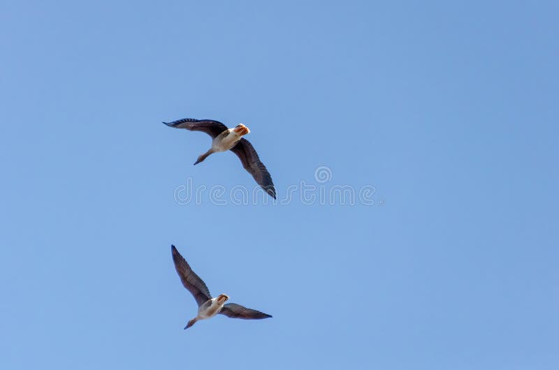 The Geese are Flying on Spring Day in the Sky Stock Photo - Image of ...