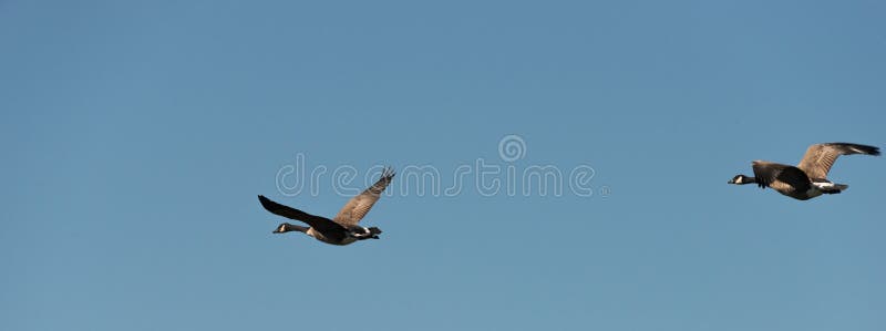 Two Geese Flying on a Blue Sky Stock Image - Image of bird, ontario ...