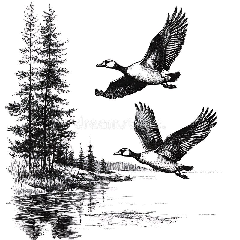 Two Geese Flying Over Lake and Trees Stock Illustration - Illustration ...