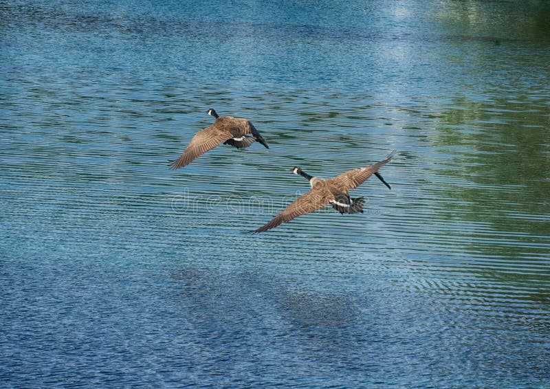Two Geese Flying Over the Pond Stock Image - Image of composition ...