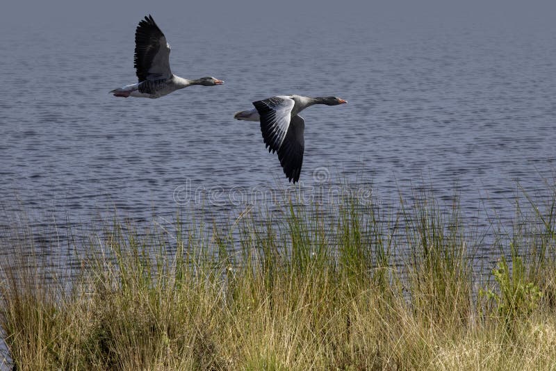 Two Geese Flying Over the Sea Stock Image - Image of face, beach: 303797213