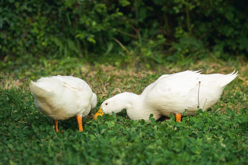 Two Geese Graze on the Green Grass Close-up. Breeding of Geese, Free ...