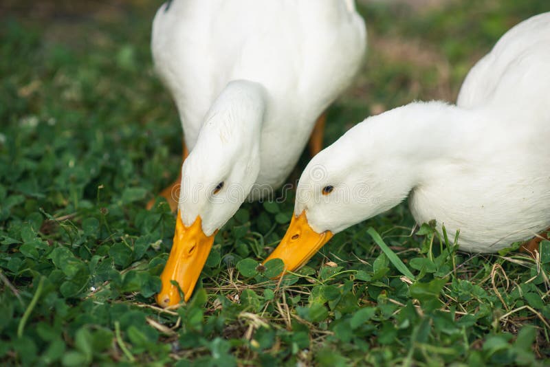 Two Geese Graze on the Green Grass Close-up. Breeding of Geese, Free ...