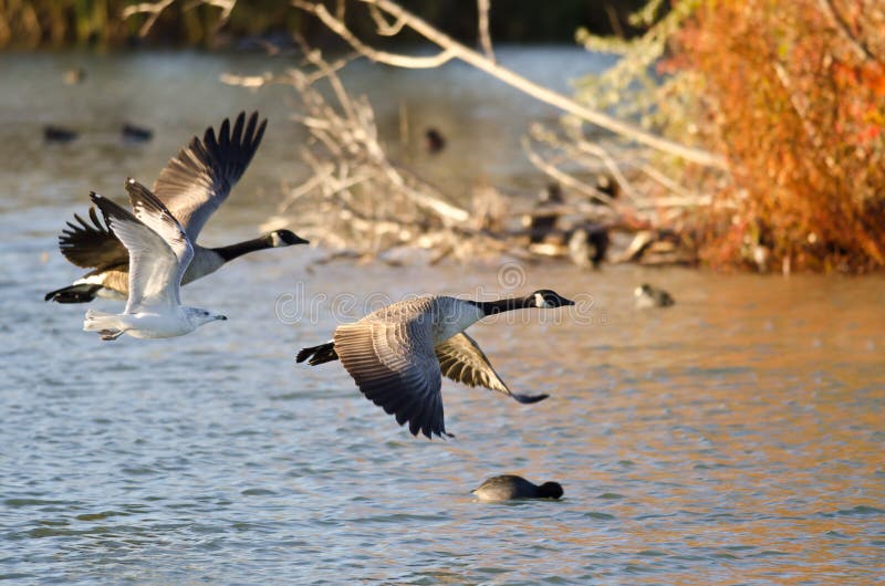 Two Geese and a Gull Flying Low Over the Autumn Pond Stock Photo ...