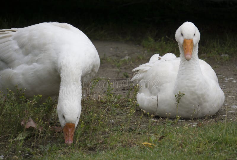 Two Geese Home on the Street Stock Image - Image of domestic, country ...