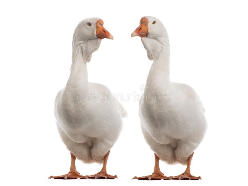 Two Geese Isolated on White Stock Image - Image of beautiful, wing ...