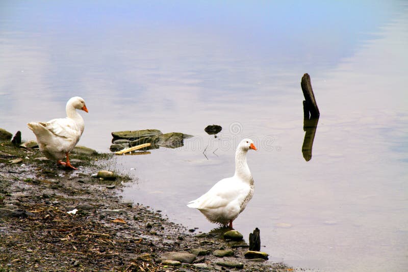 Two geese on the lake stock photo. Image of winged, water - 12352760