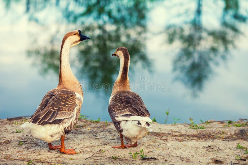 Two Geese at the Lake Shore Stock Photo - Image of bird, aquatic: 98029658
