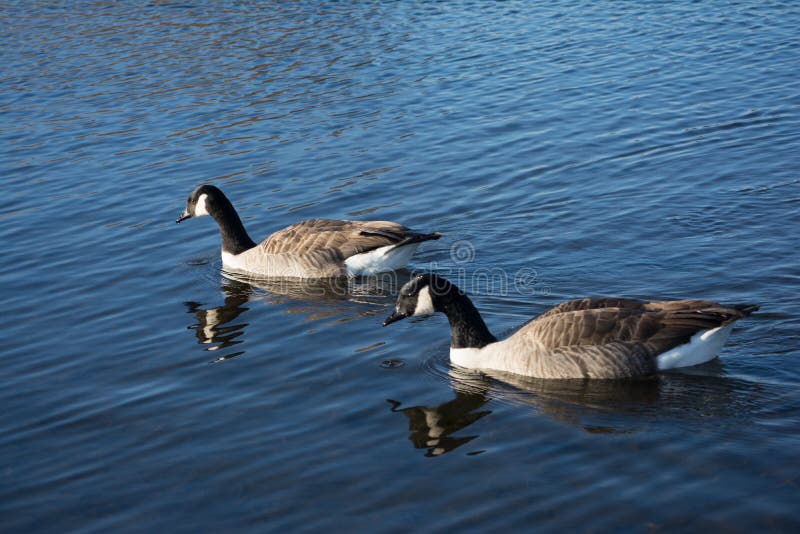 Two geese on the lake stock image. Image of water, unison - 45338733
