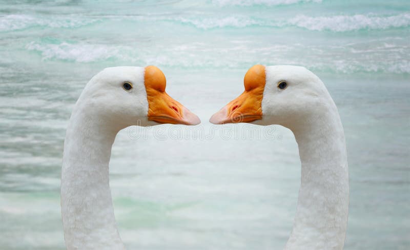 Two Geese Looking at Each Other Stock Image - Image of avian, feather ...