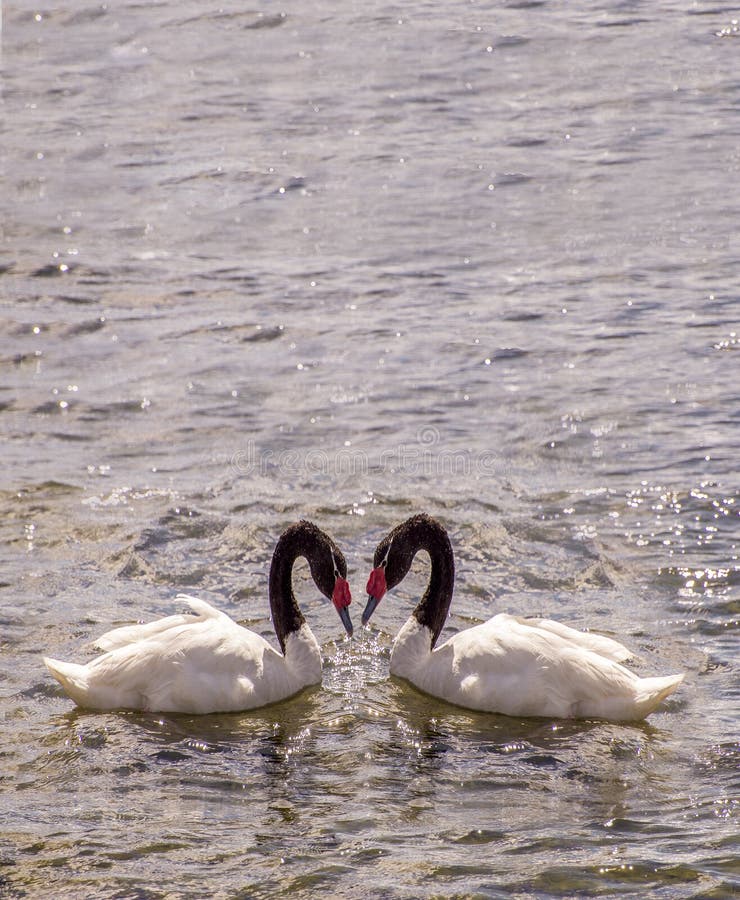 Geese in love stock photo. Image of moment, love, spring - 53037024
