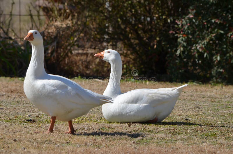 Two Geese One Resting and the Other Standing on Ground. Stock Photo ...