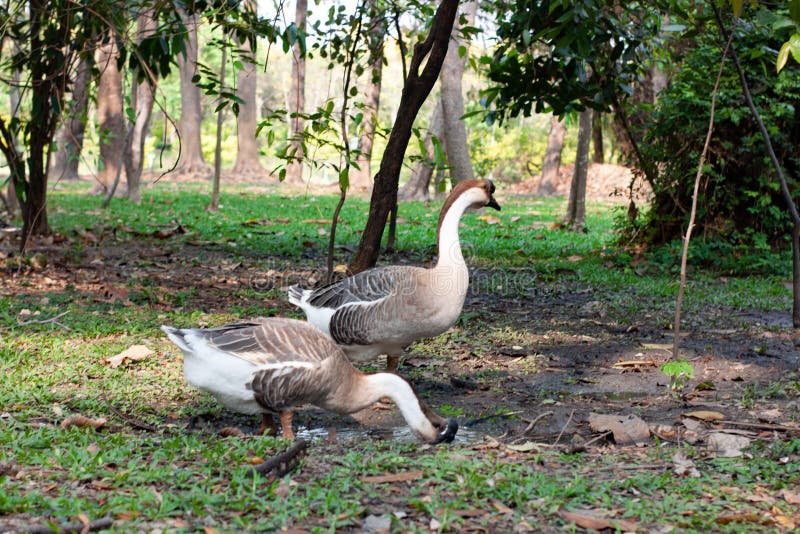 Two geese together outside stock photo. Image of swan - 213057222