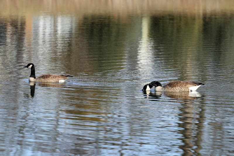 Two geese on the pond stock image. Image of feathers - 111435261