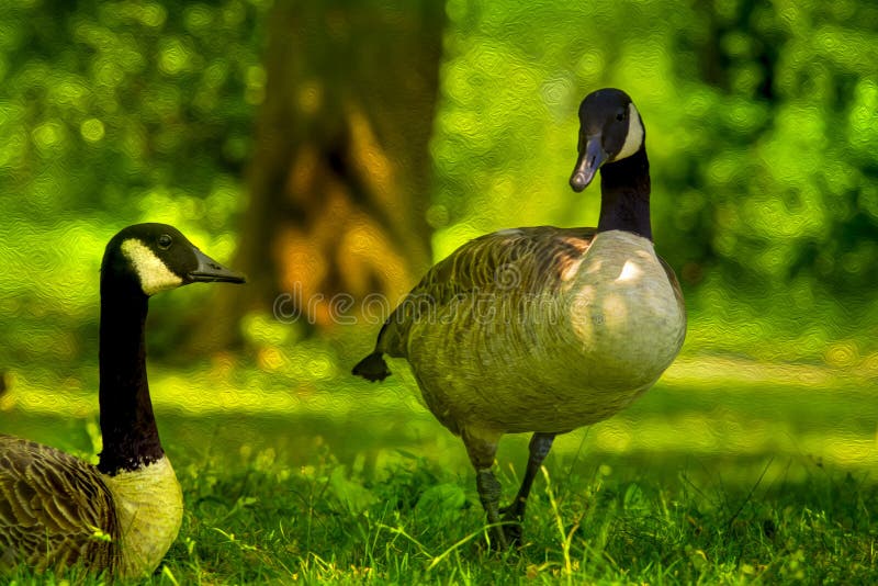 Two geese stock image. Image of pair, waterfowl, grass - 100176957