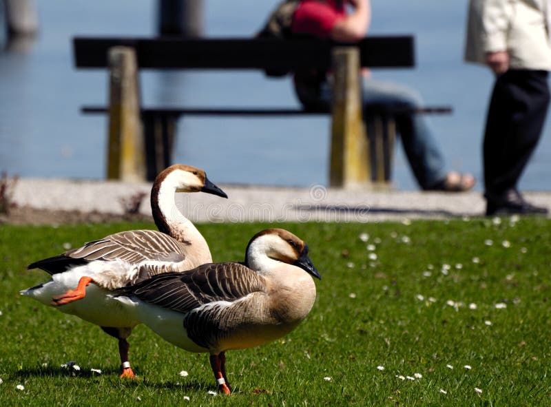 Two geese in park stock image. Image of bird, park, colorful - 5022767