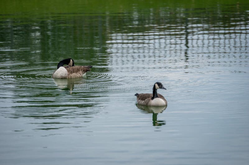 Two Geese on Pond stock photo. Image of pond, animals - 136770512