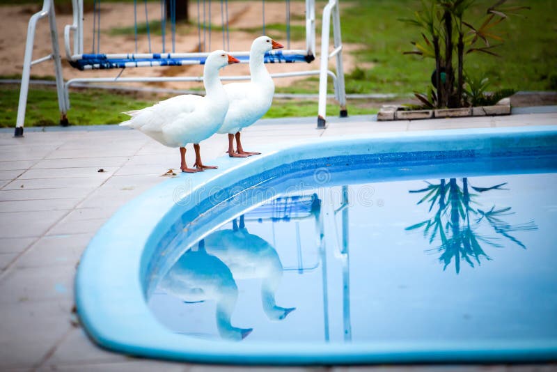 Two Geese by the Pool / Holiday Concept Stock Photo - Image of travel ...