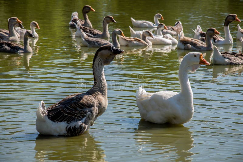 Two geese on the river stock image. Image of wing, shore - 57588331