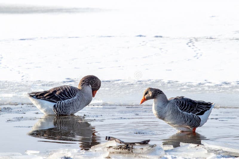Two Geese by the River in Winter Stock Photo - Image of poultry ...