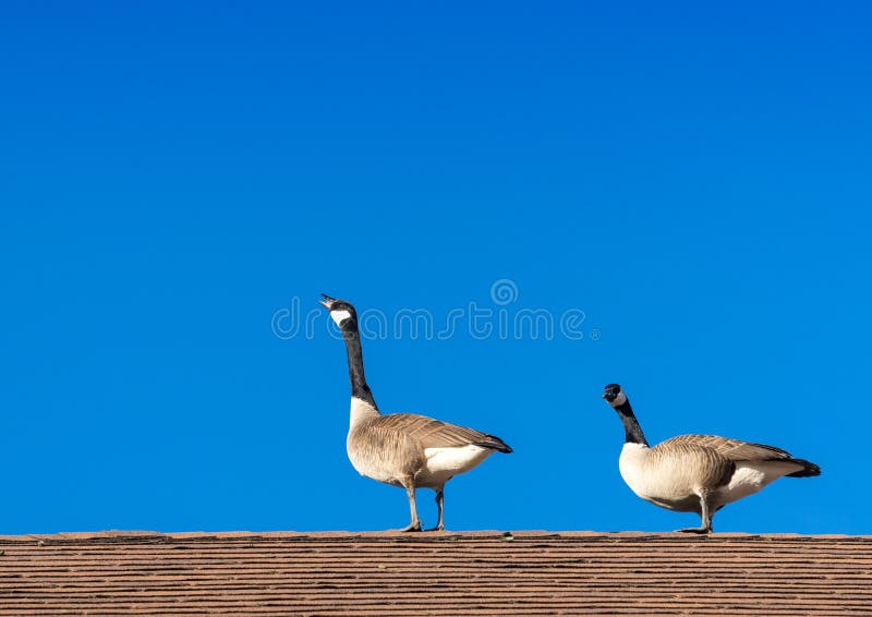 Two geese on a roof stock photo. Image of waterfowl, geese - 52264694